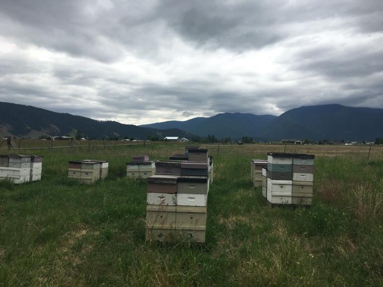 Montana’s Buzzing Honey Industry